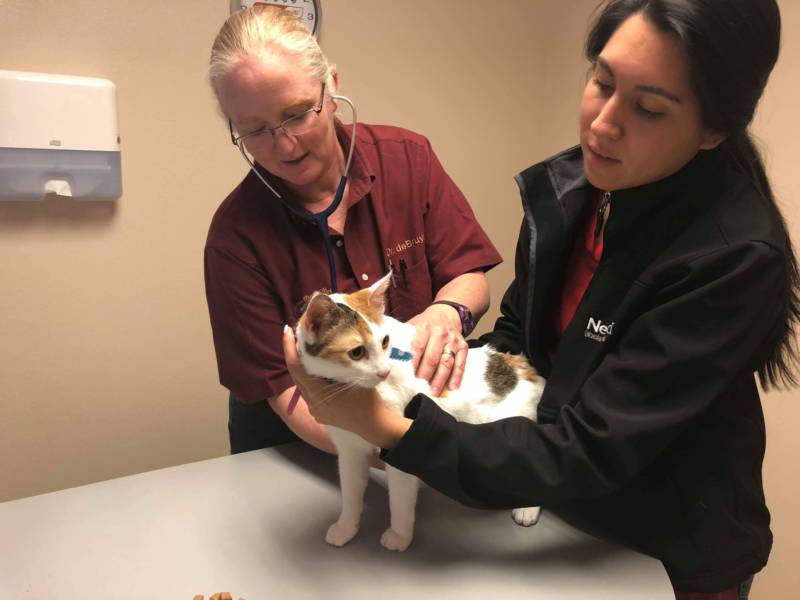 New Clients - Mission Veterinary Hospital
