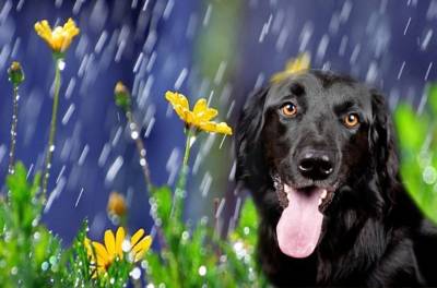April Showers - Mission Veterinary Hospital