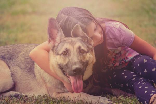 Senior Pet Wellness Mission Veterinary Hospital senior-pet-wellness-mission-veterinary-hospital