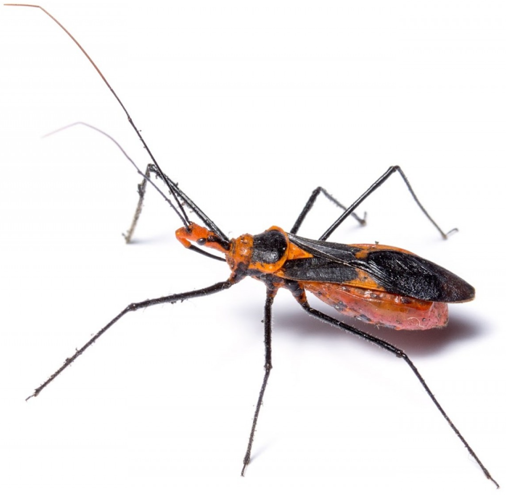 Chagas In Pets - Mission Veterinary Hospital