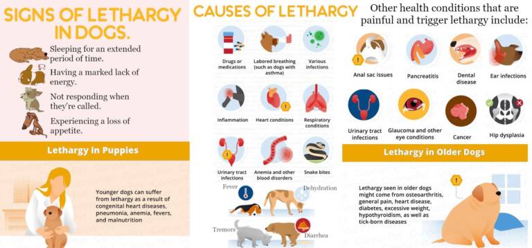 Lethargy in Dogs - Mission Veterinary Hospital