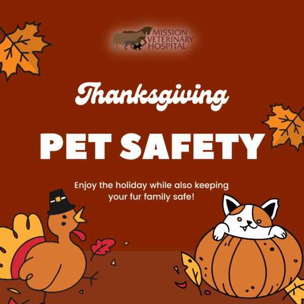 Thanksgiving Pet Safety - Mission Veterinary Hospital
